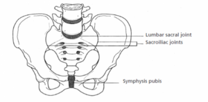 Pelvic girdle pain and lower back pain - Leeds Teaching Hospitals NHS Trust