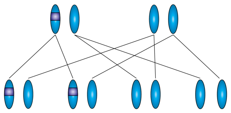Autosomal Recessive Inheritance - Leeds Teaching Hospitals NHS Trust