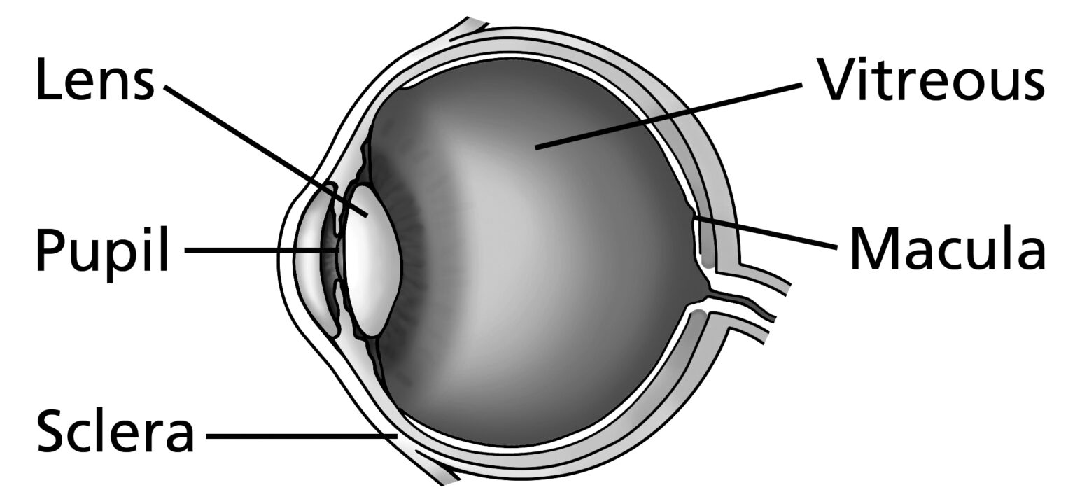Intra‑vitreal Injections at the Macular Treatment Centre - Leeds ...
