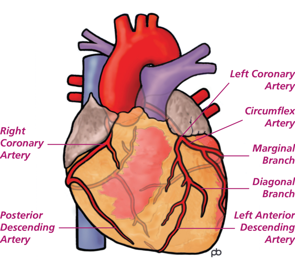 Your journey through heart surgery - Leeds Teaching Hospitals NHS Trust