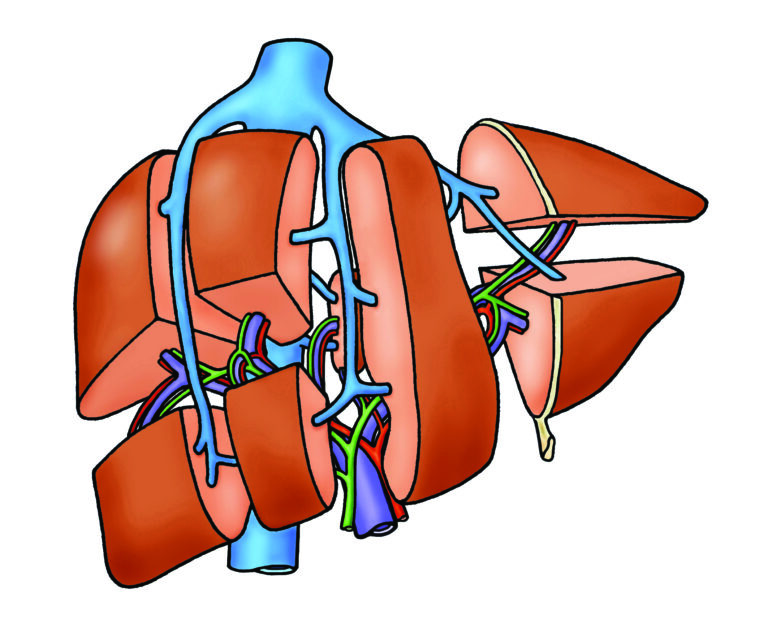 Information for potential Living Liver Donors - Leeds Teaching ...
